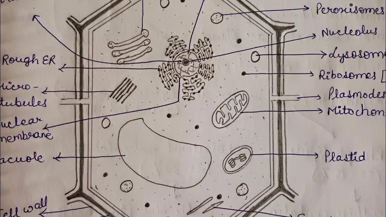 Cell-The unit of life/Eukaryotic cell structure/components/chapter-8 ...