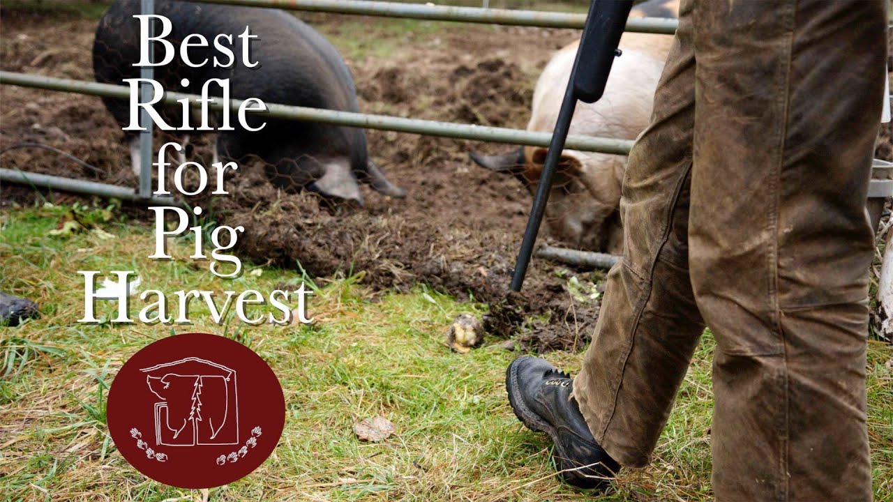 Choosing the Right Rifle Cartridge for a Holistic Pig Harvest - YouTube