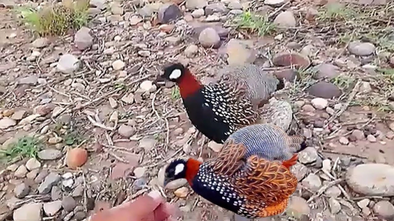 Kala Teetar Ki Awaz Female | Kali Madi Ki Awaz | Kale Teetar Divas ...