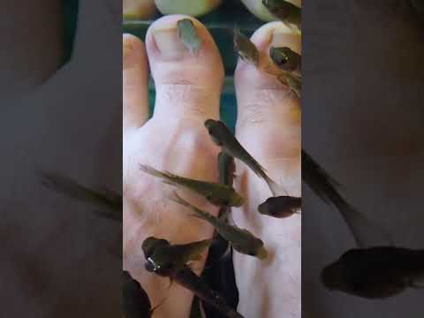 🐟🐟🐟 Fish Spa Pedicure | Fish Eat Our Dead Skin! 🧟🧟🧟 #shorts