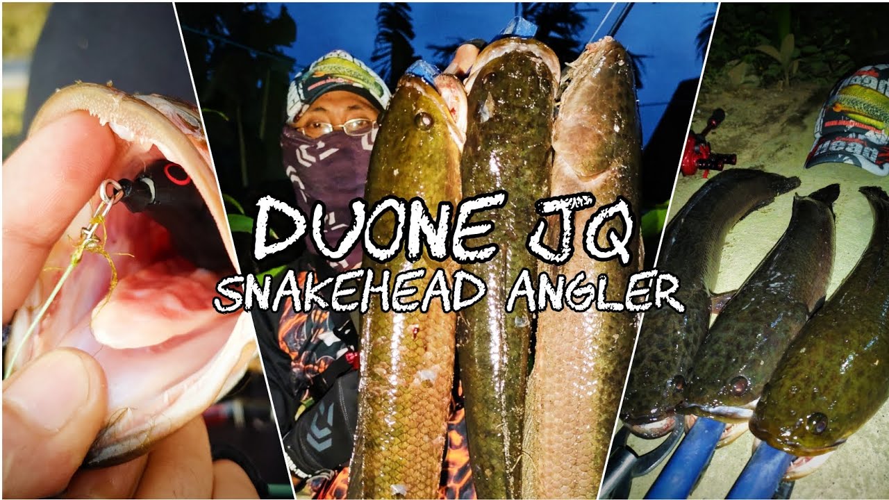 Snakehead Top Water Angling, Channa Striata, Dalag/ Haruan/ Gabus ...