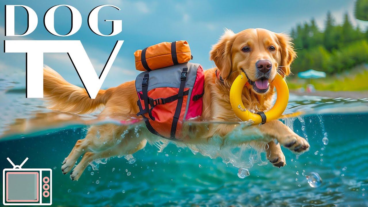 Live Dog TV Videos: Ultimate Soothing Music for Dog Walk & Calming ...