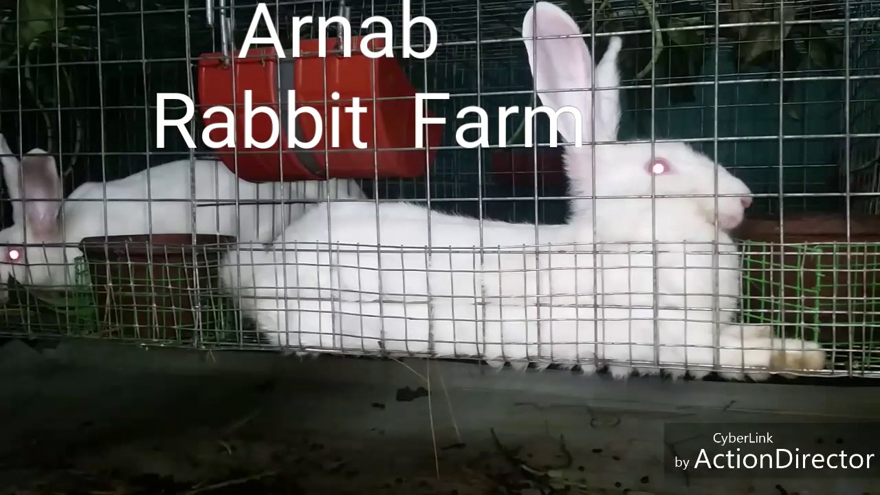 Arnab Rabbit Farm - YouTube
