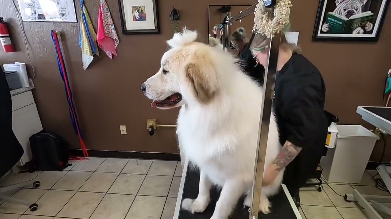 Grooming A Great Pyrenees Dog Great Pyrenees: Complete Dog Breed Guide