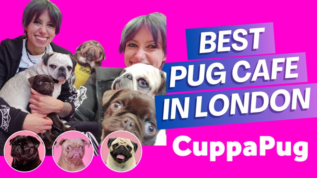 🐶 Visiting @cuppapug in London! - YouTube
