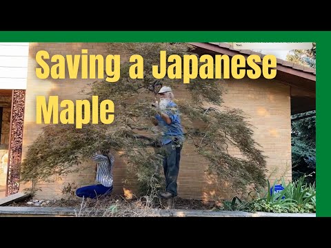 How To Revive A Dead Japanese Maple Tree