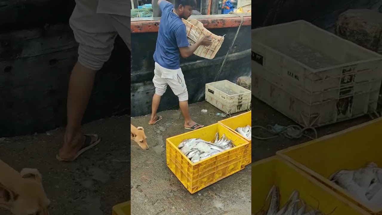 Mangrol new jetty⛵#harbour#jetty#indianfisheries#boat #fish#viral# ...