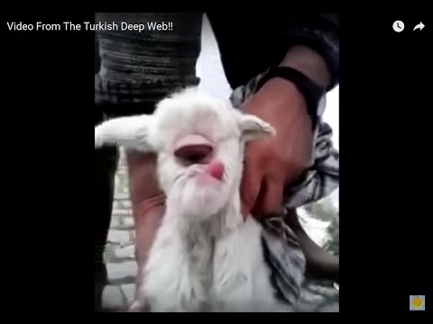 One eye baby lamb Cyclopia Deformation - YouTube