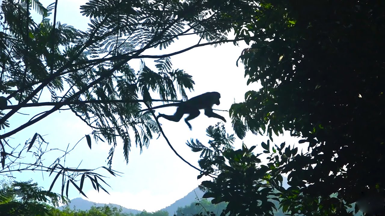 Amazing Monkey Jumping Tree To Tree - YouTube