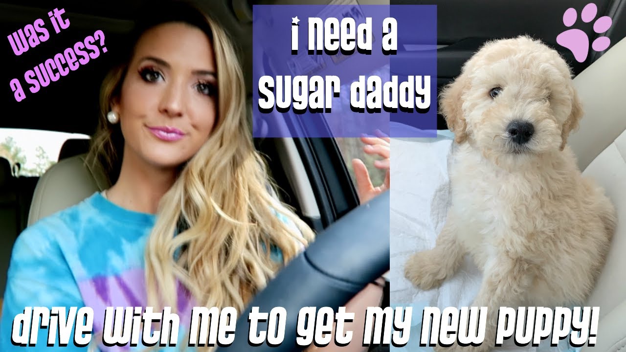 I got a new golden doodle puppy & now I need a sugar daddy || drive ...