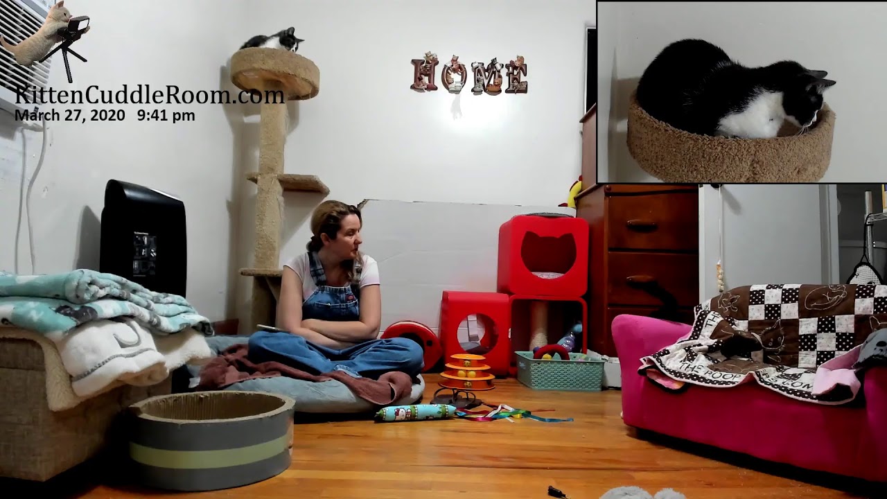 Kitten Cuddle Room Live Stream 3.27.20 - YouTube