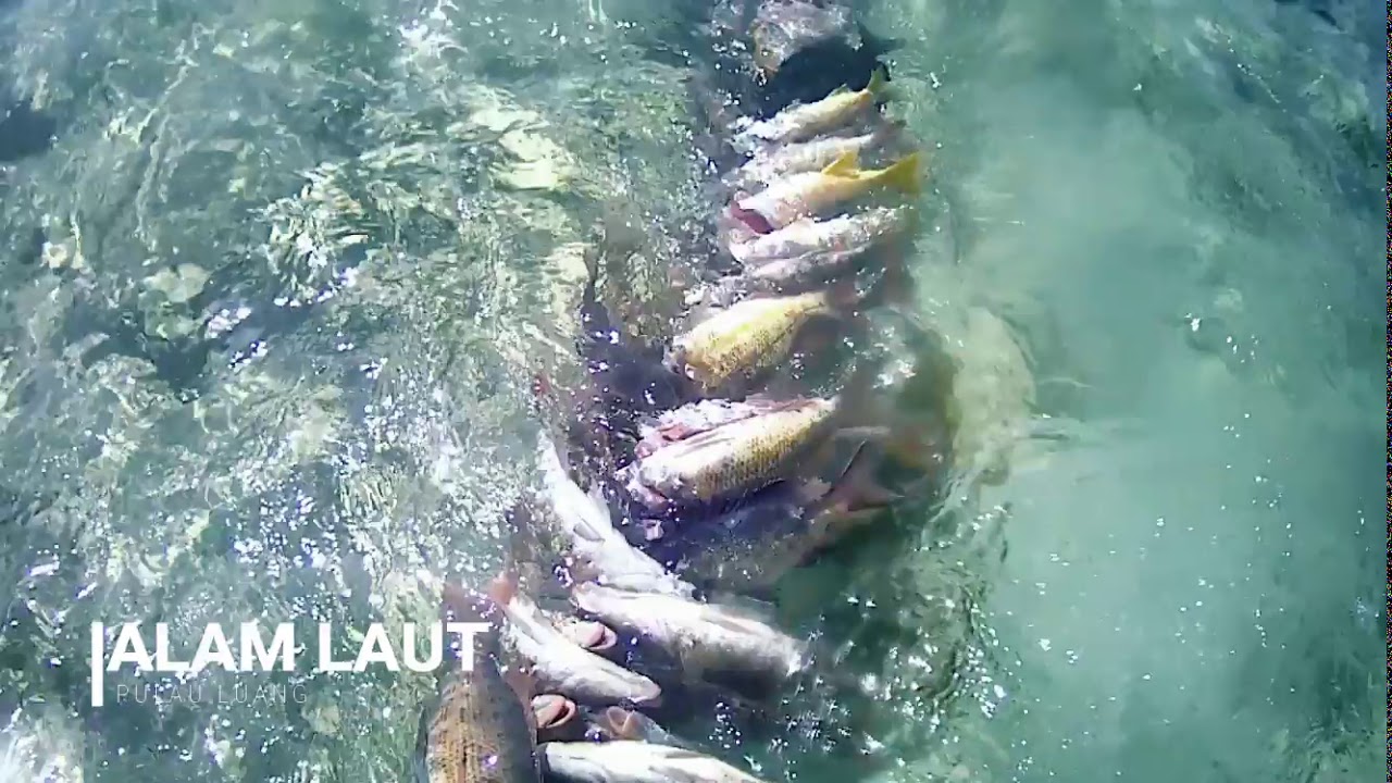 Pesona Pulau Luang Maluku Barat Daya - Hasil Alam Laut di Perairan Laut ...