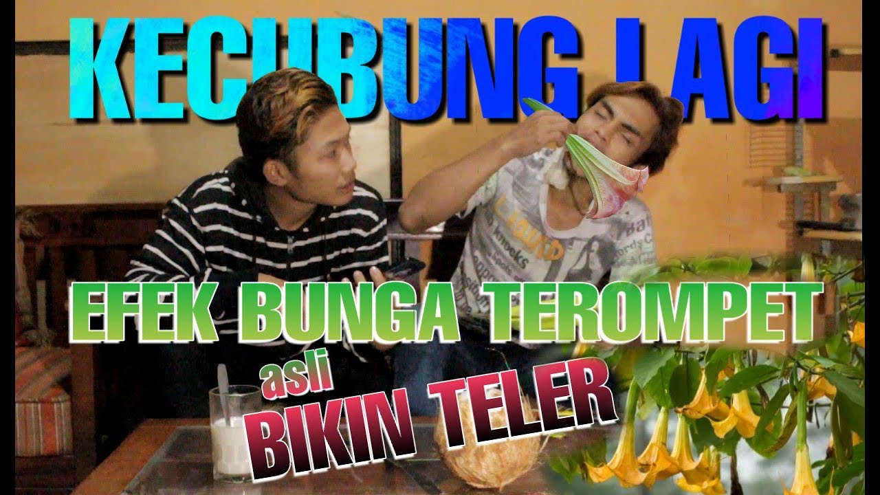 TERNYATA EFEK DARI BUNGA TEROMPET BIKIN T*L*R - YouTube