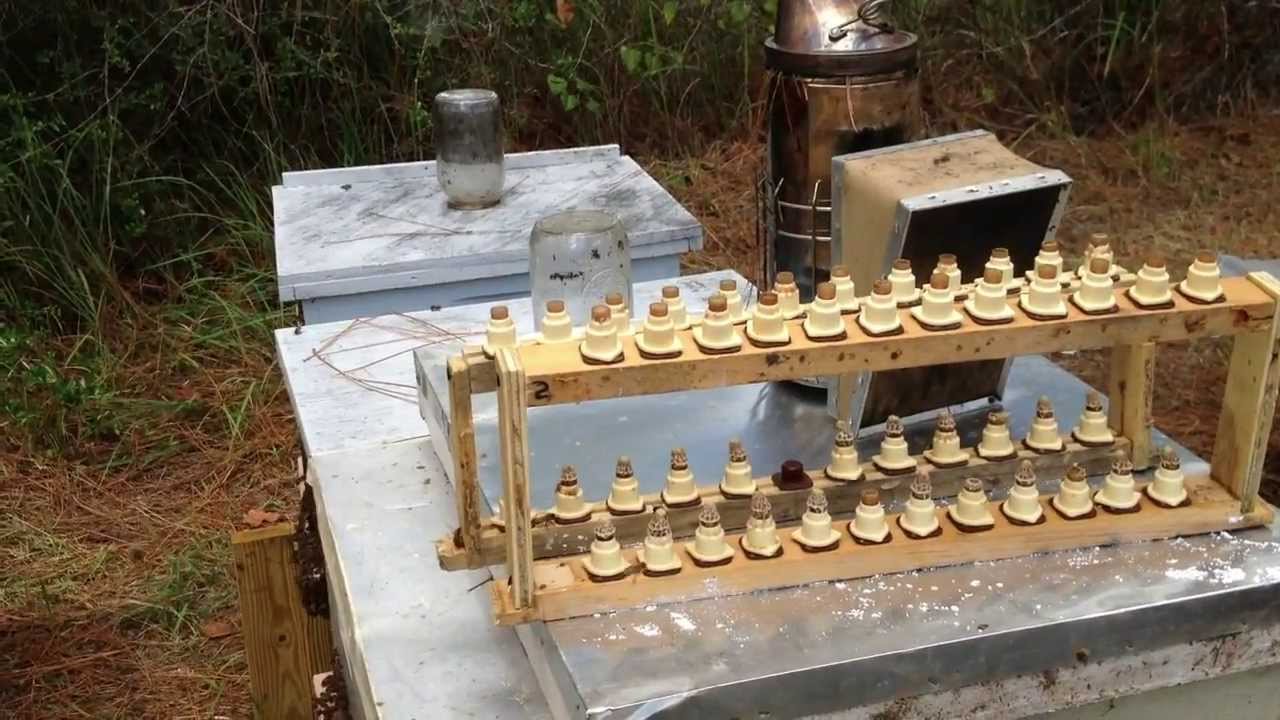 Hatched queens and queen cells - YouTube