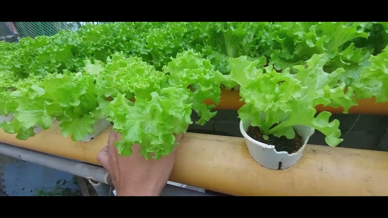 HYDROPONICS: LETTUCE, CUCUMBER, SPRING ONIONS AND PECHAY - YouTube