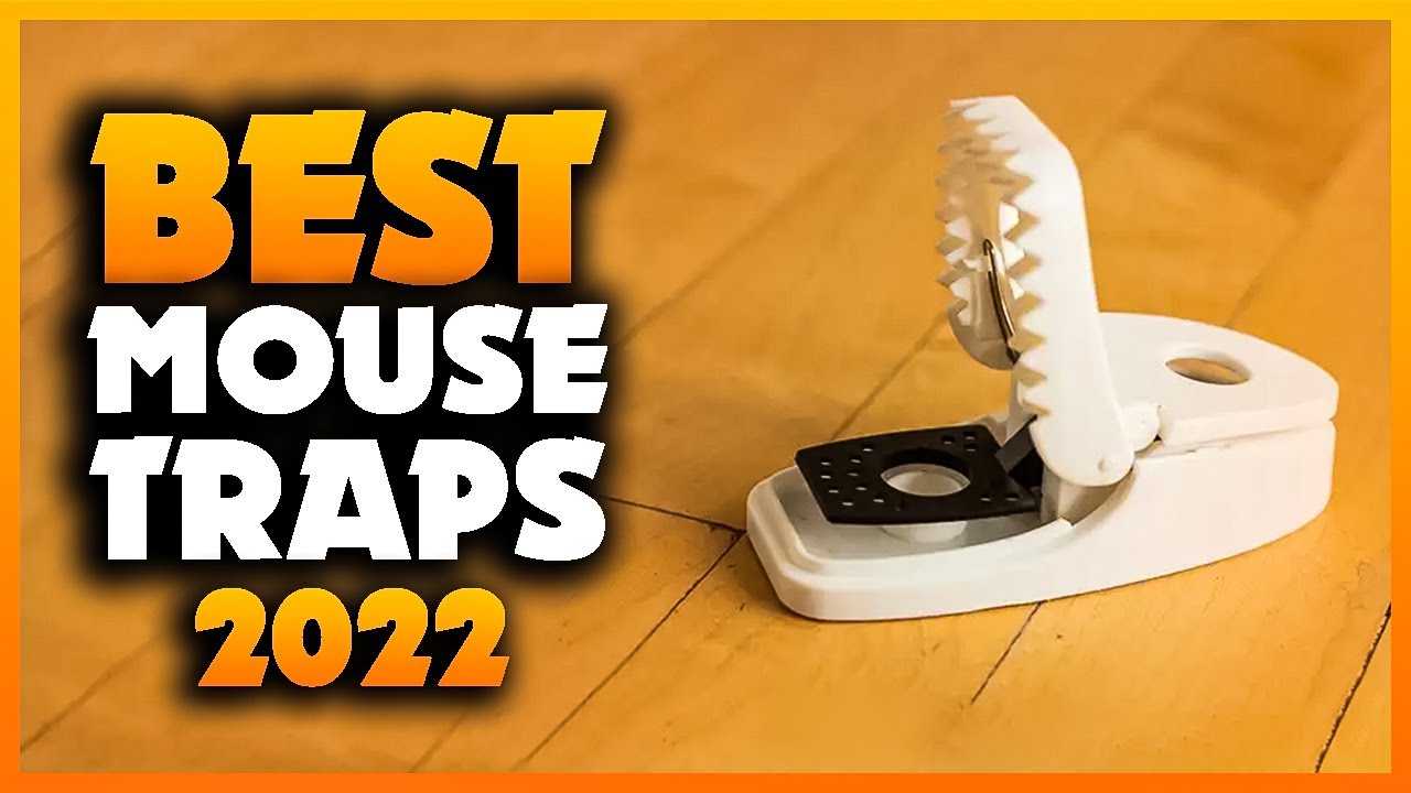 Top 5 Best Mouse Traps You can Buy Right Now [2023] - YouTube