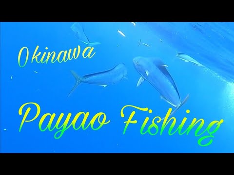 沖縄 パヤオ 釣り okinawa payao fishing - YouTube