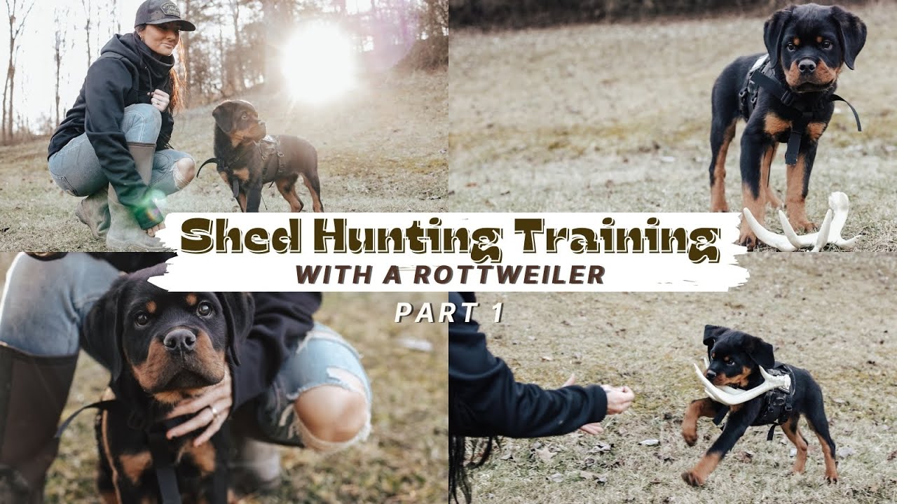 Shed Hunting Training with a Rottweiler - Part 1 - YouTube