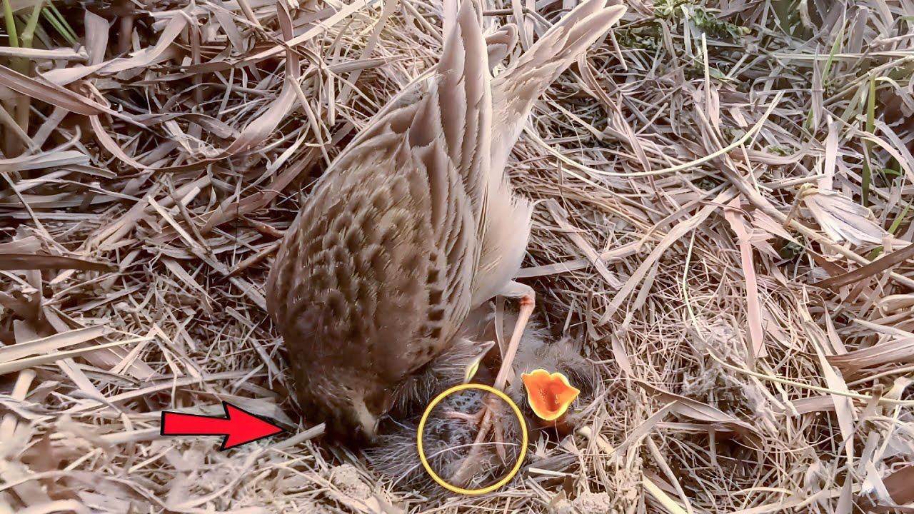 Pipit bird placed its feet on the baby @birdswithme107 - YouTube