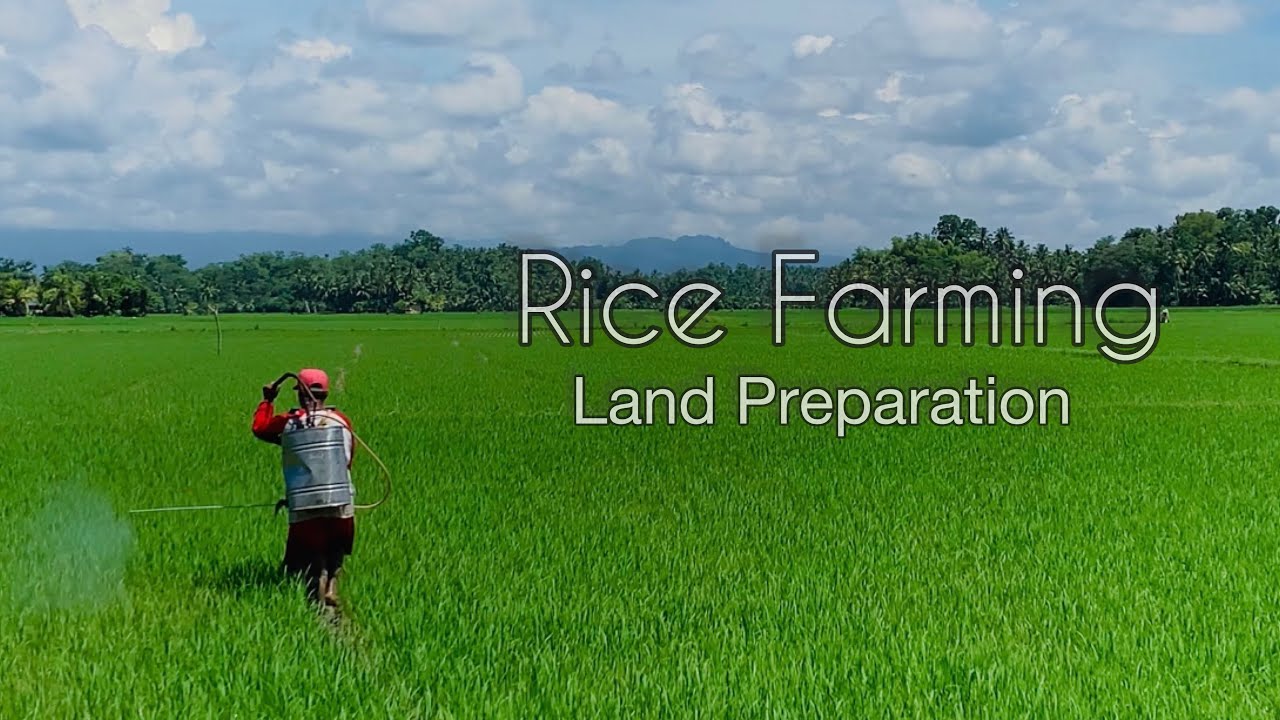 Rice Farming - Land Preparation | Planting | RC160 - YouTube
