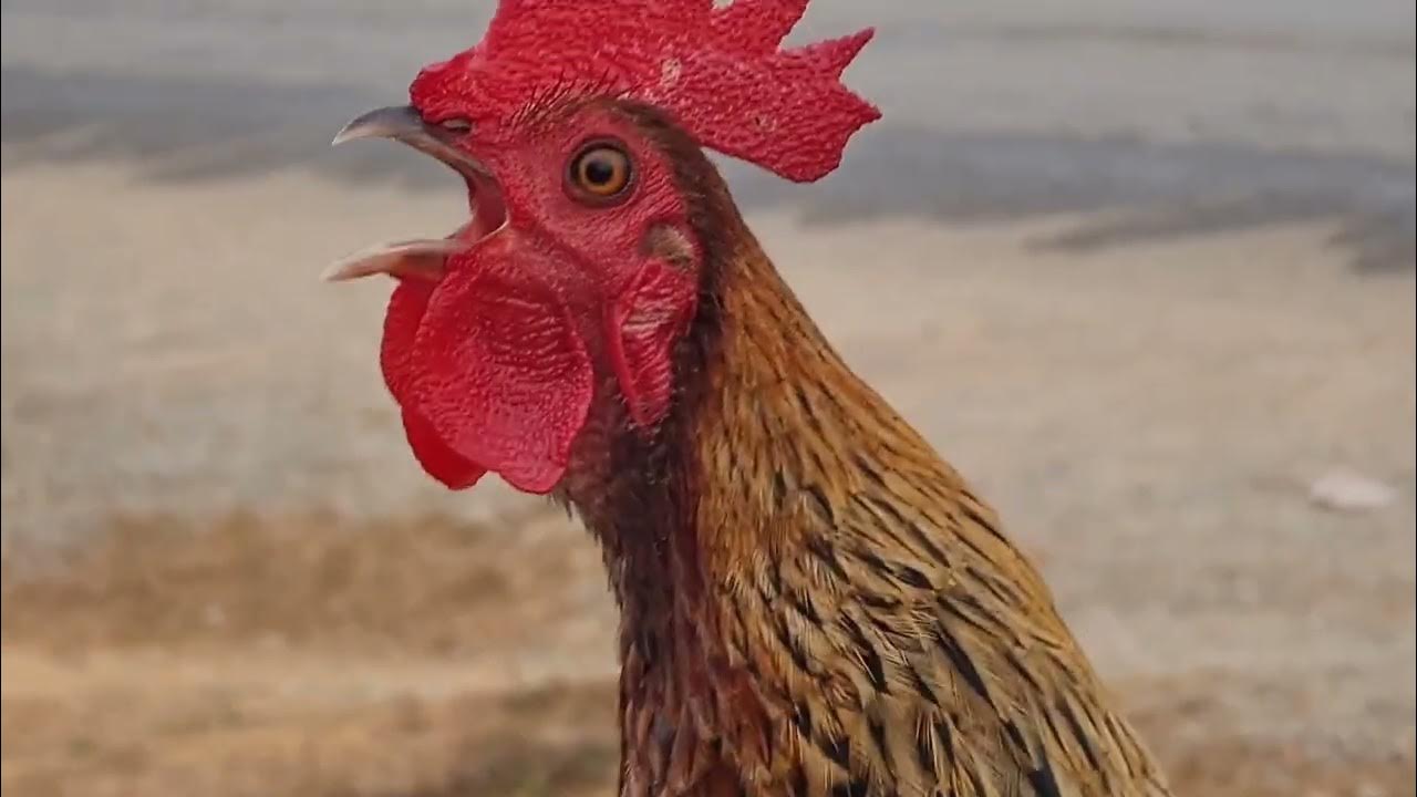 qaib dib lau poj thiab qaib qus13 มีนาคม ค.ศ. 2023....0302804089.(0305078008 tus tswv qaib tus ...