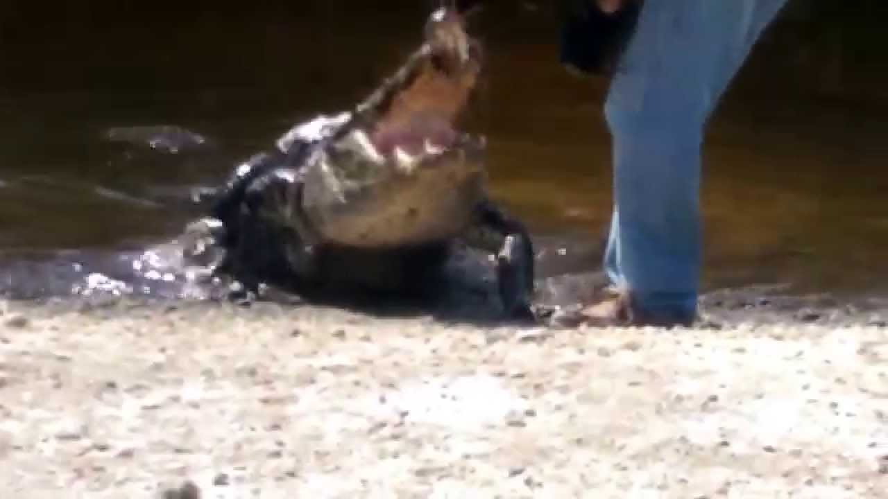 Fan boat tour in the Everglades of Florida - YouTube