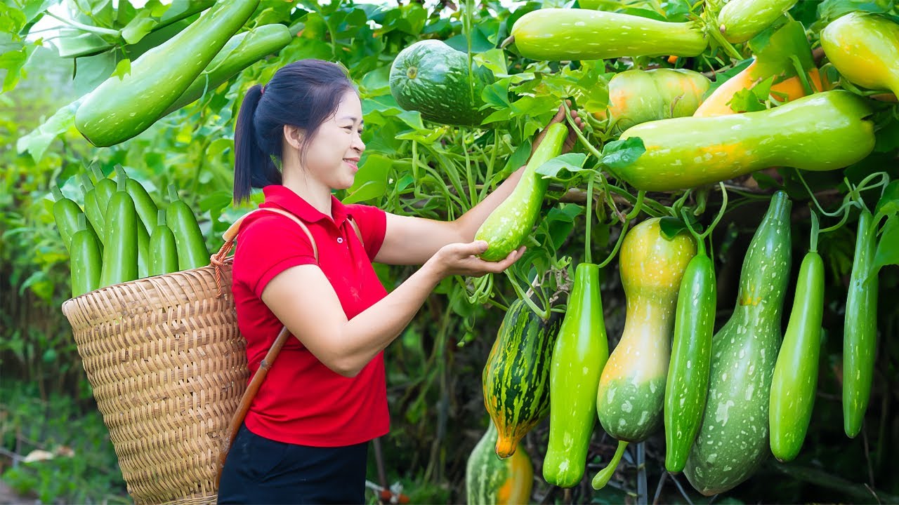 How to harvest Gourd & Goes to the Market Sell - Harvesting & Cooking ...