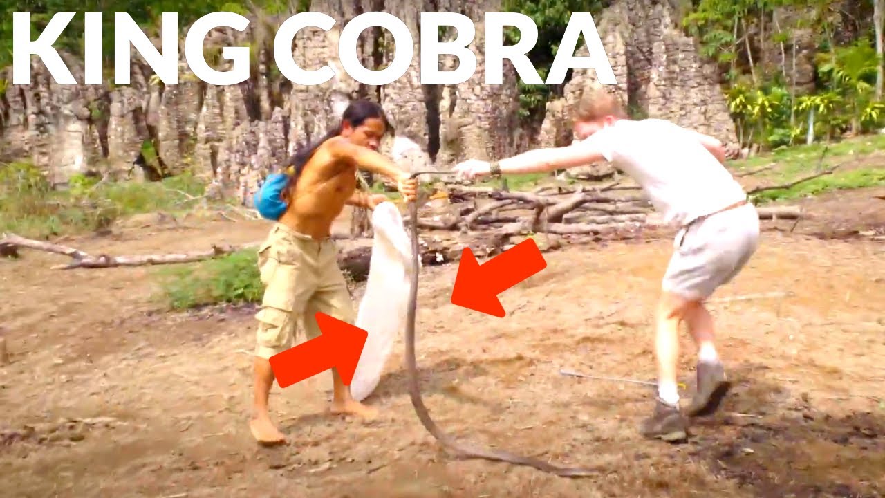 KING COBRA RESCUE! ft. Sumatra Ecoproject - YouTube