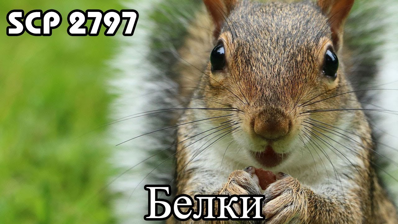SCP-2797: Белки (Español Latino) - YouTube