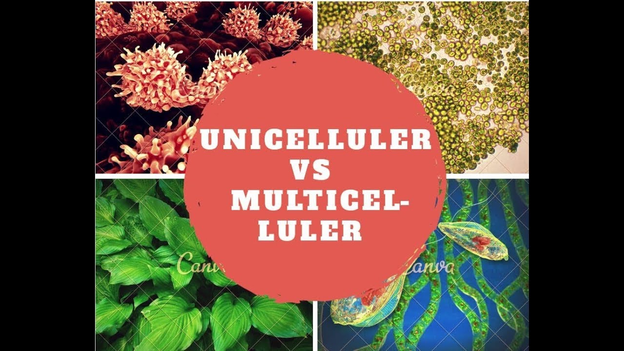 Unicellular vs Multicellular - YouTube