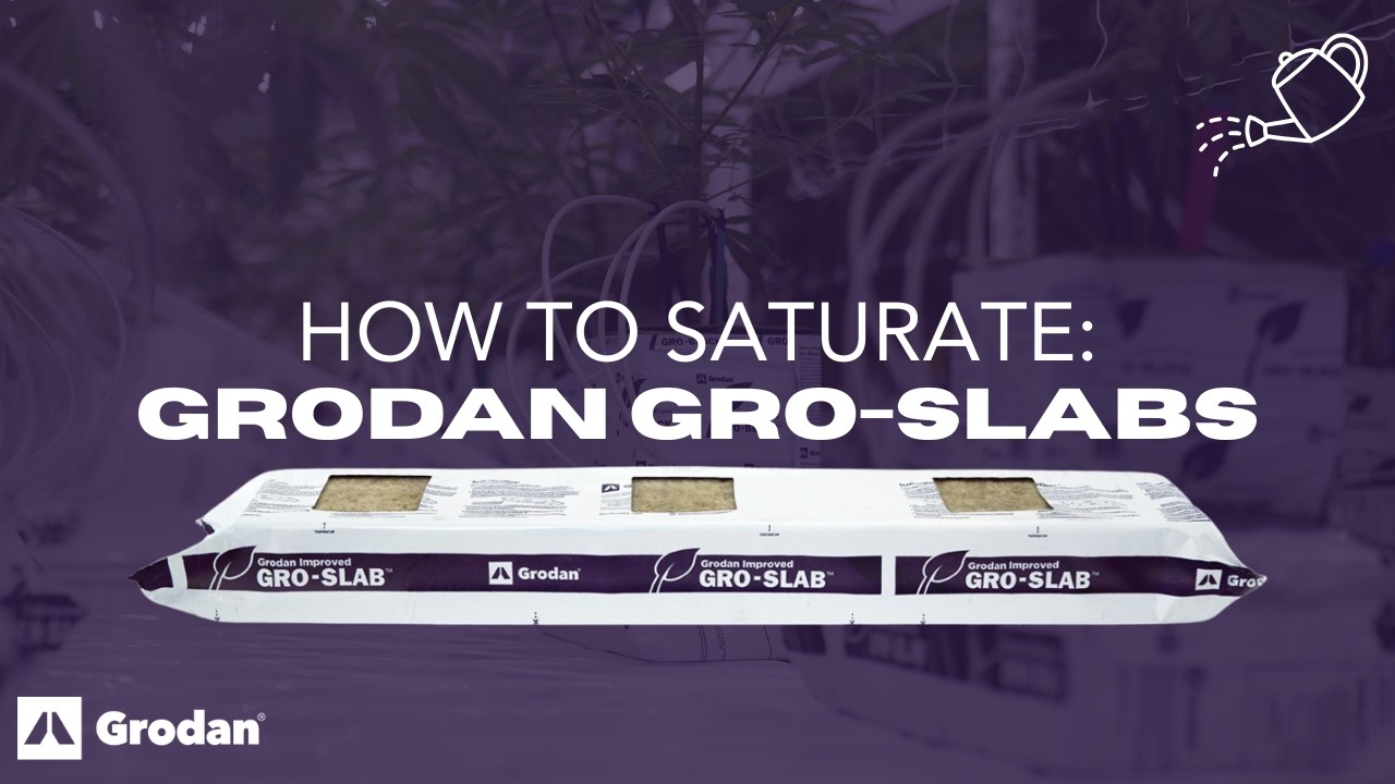 How to Saturate Grodan Gro-Slabs - YouTube