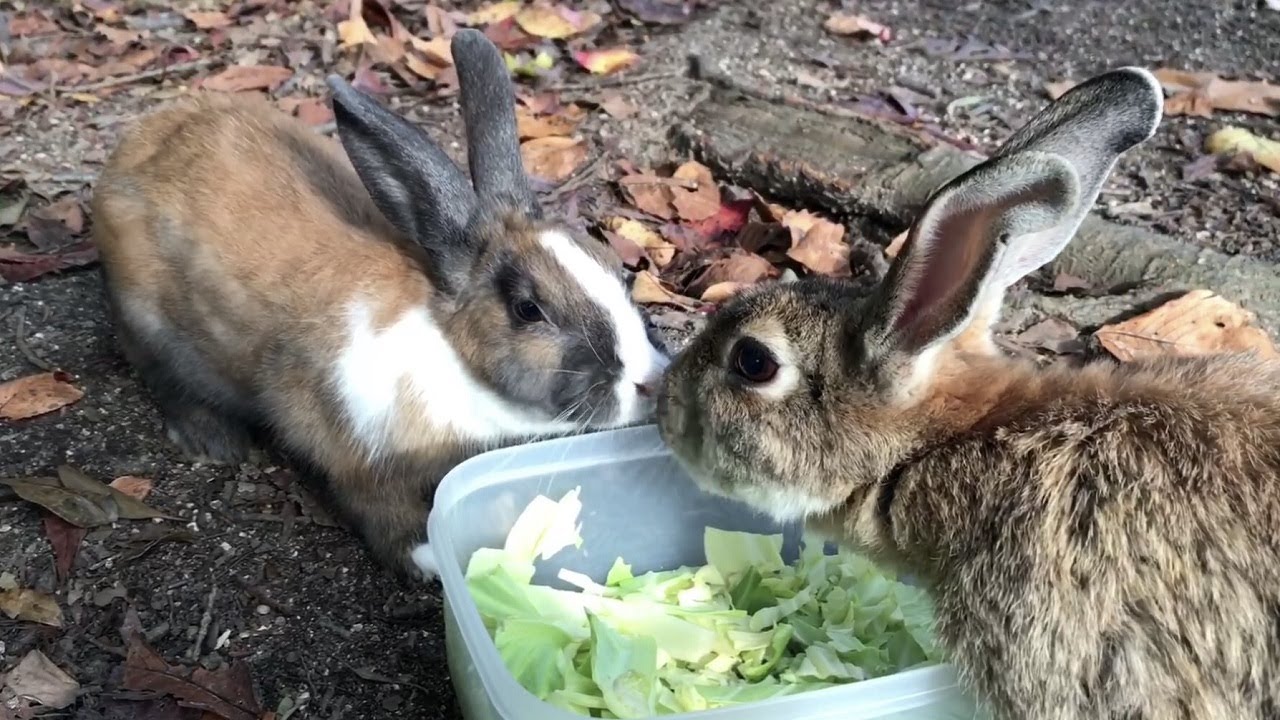 Rabbit fight | Rabbits fighting over vegetables - YouTube