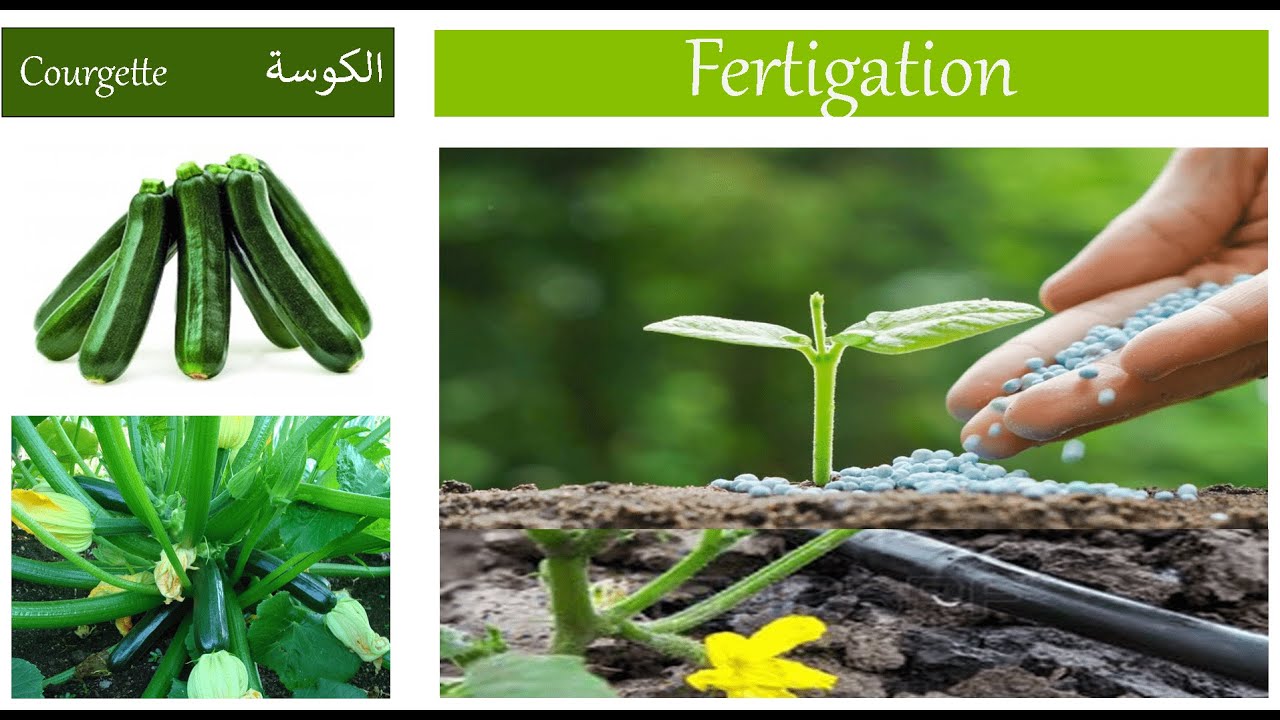 Courgette (4/7) : la Fertigation (Fertilisation et Irrigation ) - YouTube