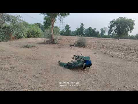 Beautiful peacock dance 