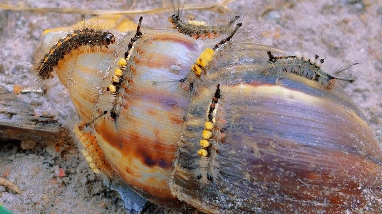 Amazing cute butterfly worms and worm live on snail - YouTube
