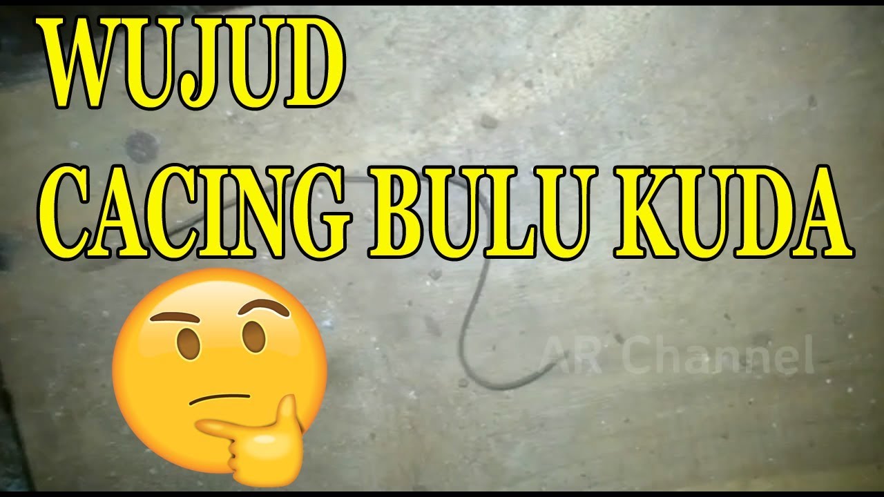 Wujud Cacing Bulu Kuda, Cacing Nematomorpha - YouTube