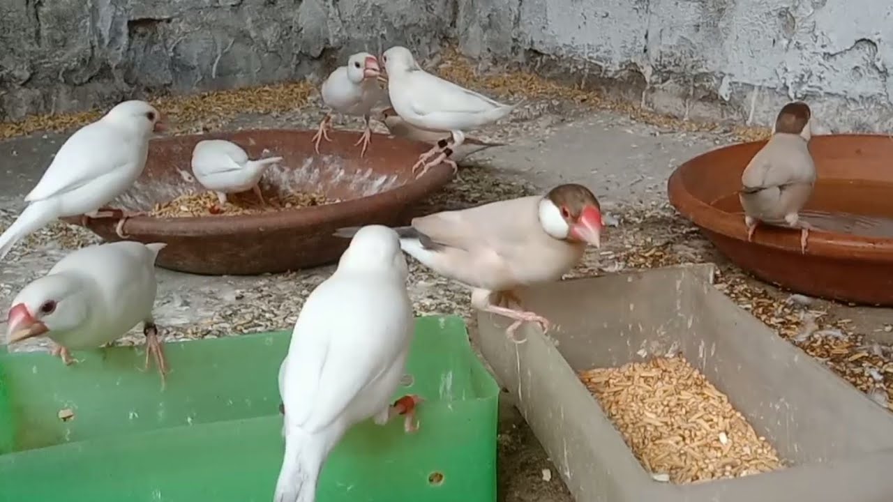 java sparrows - YouTube