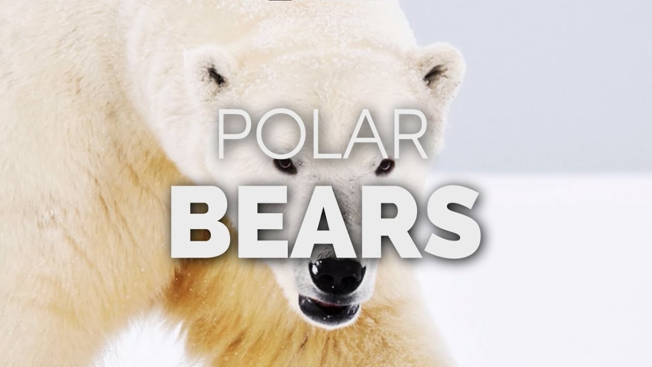 Huge Hunters │ Polar Bears │ Zoology - YouTube