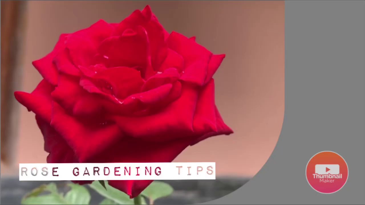 Rose Gardening Tips - YouTube