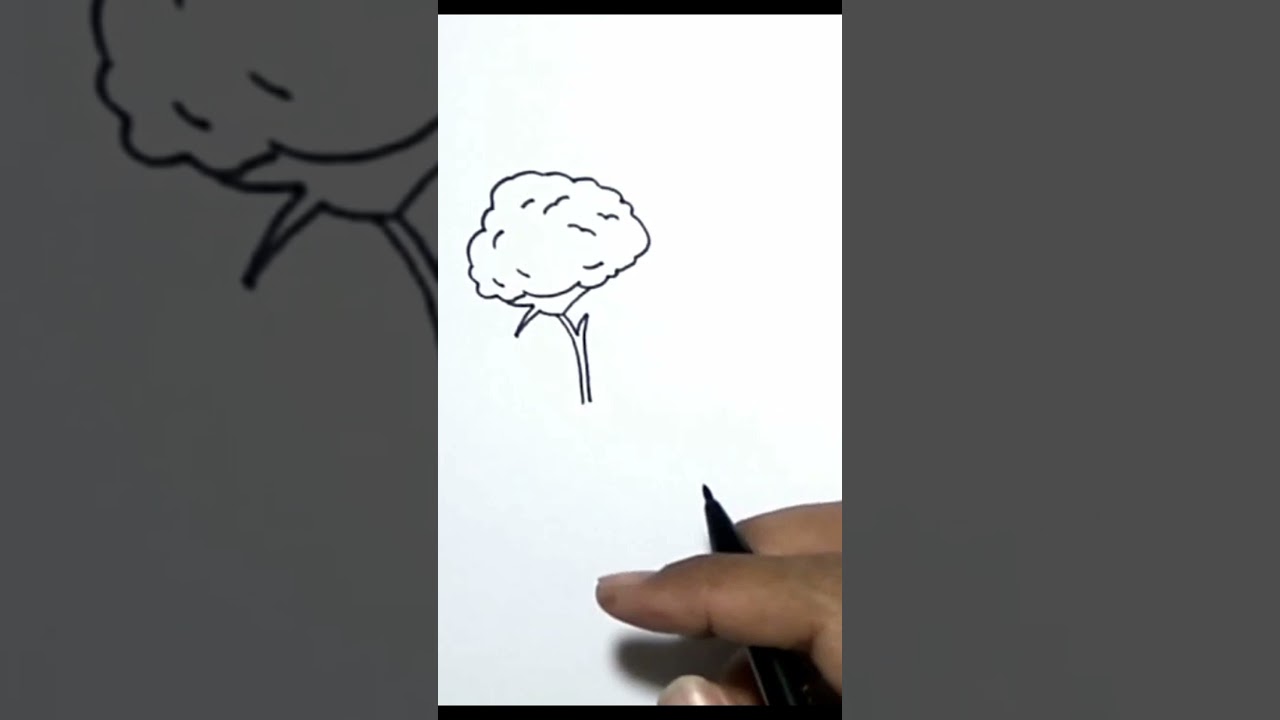 Cotton Drawing Easy With Pencil
