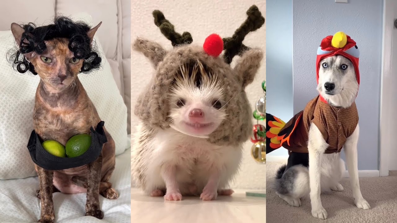 Animal Trends TikTok part 2 / Compilation of funny pets / CUTEST ...