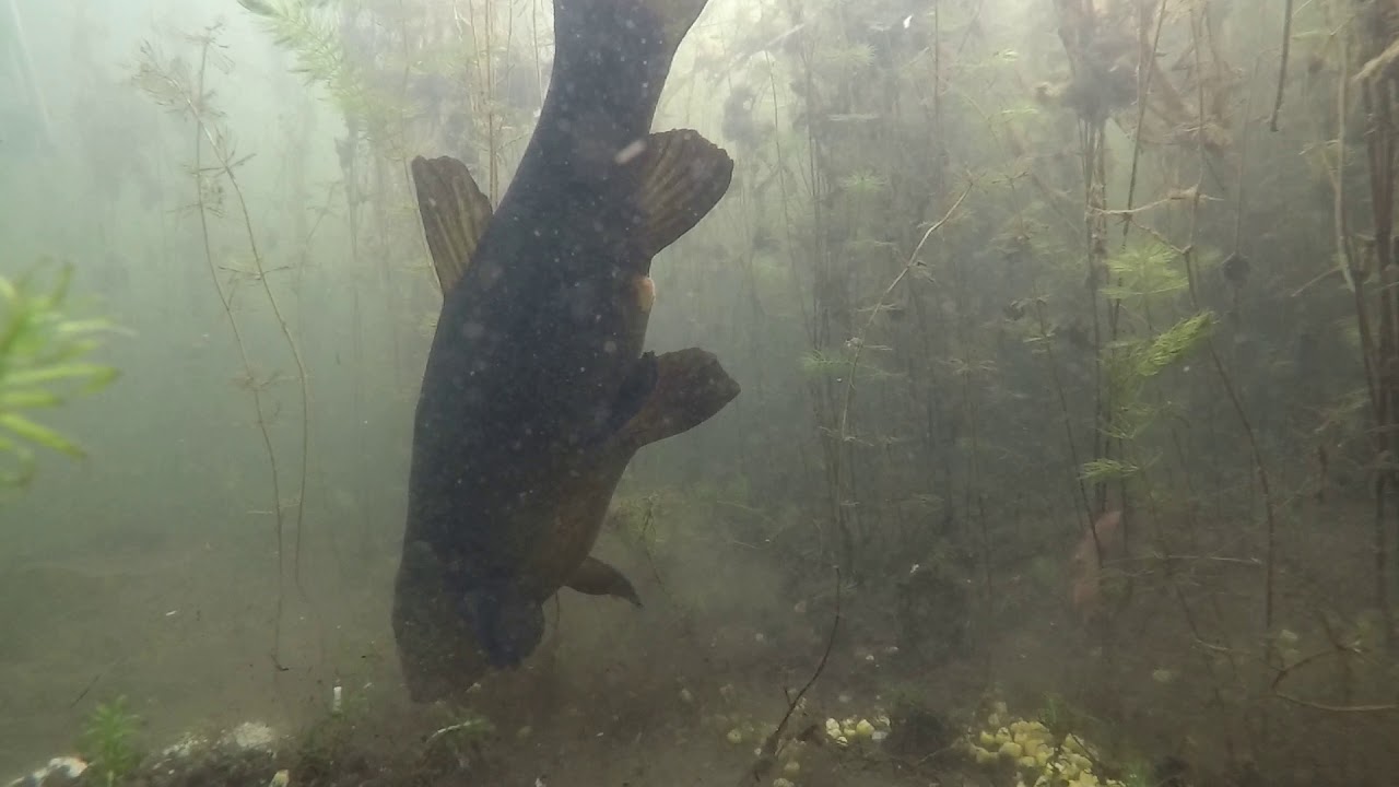 Big Tench Feeding Underwater Camera View 1 - YouTube