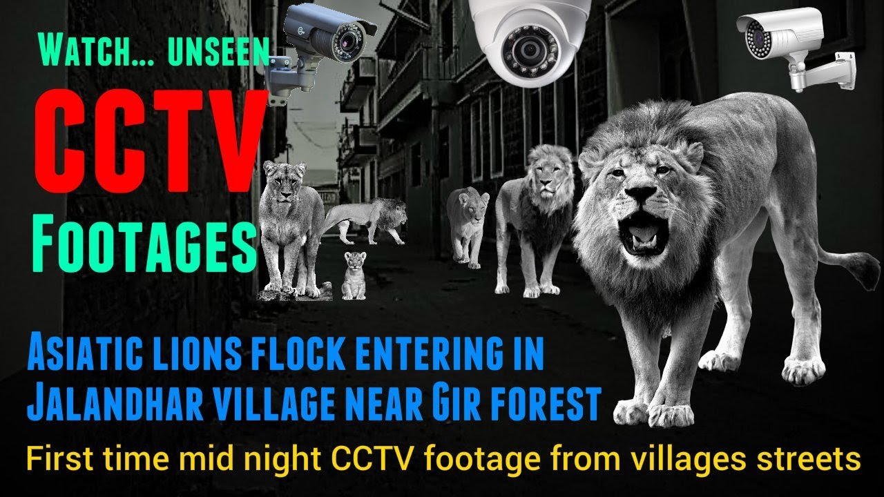 OMG !? Asiatic lions flock First time mid night CCTV footage from ...