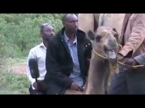 Reporter falls off from a camel. - YouTube