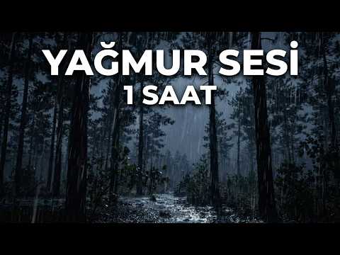 1 Saat Ormanda Yağmur ve Gök Gürültüsü Sesi | Uyku ve Ders Çalışma İçin Rahatlatıcı Ambians