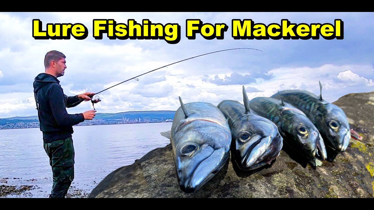 EASY Mackerel Fishing - Catching and cooking the freshest fish on the ...