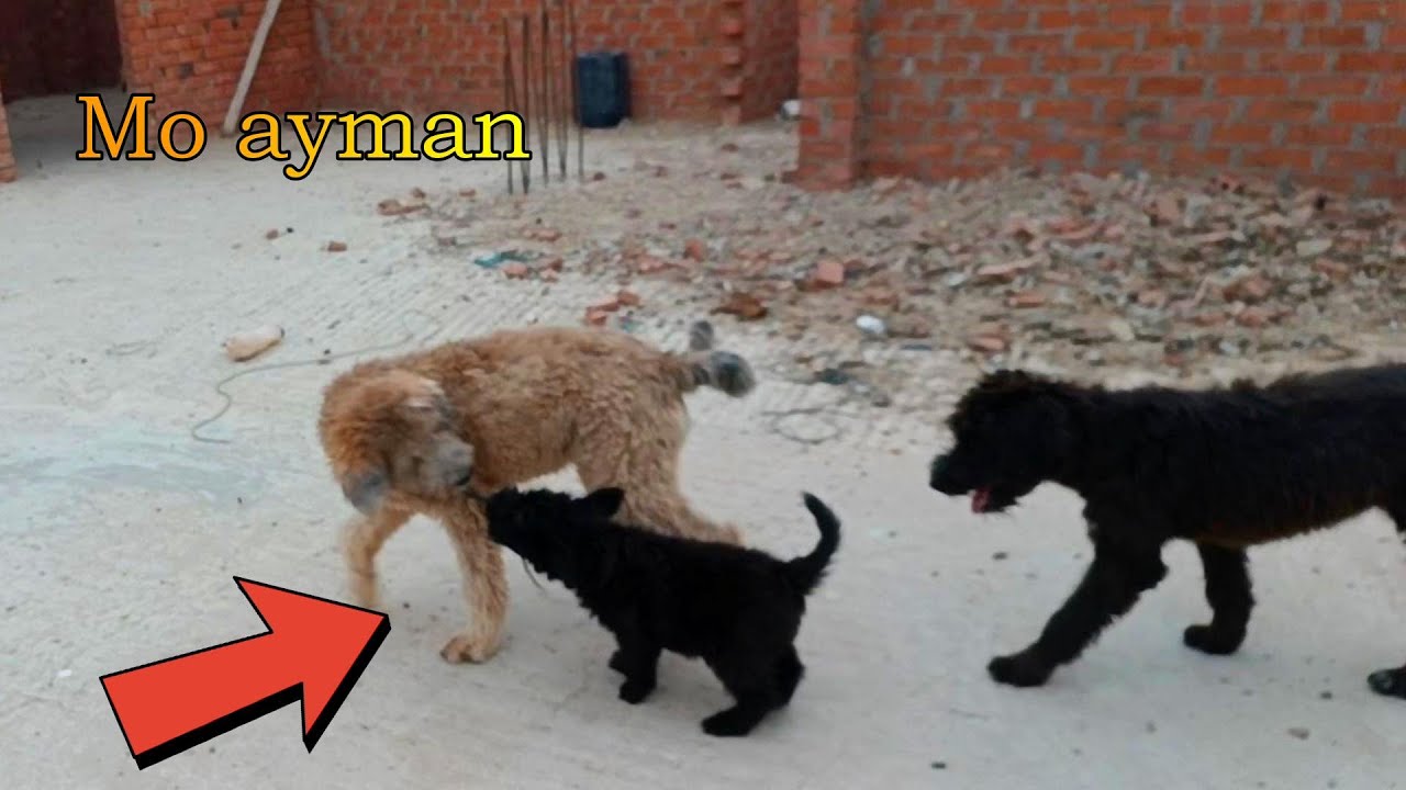 Fighting Puppies The ferocious puppies won the victory #dogs #puppy # ...