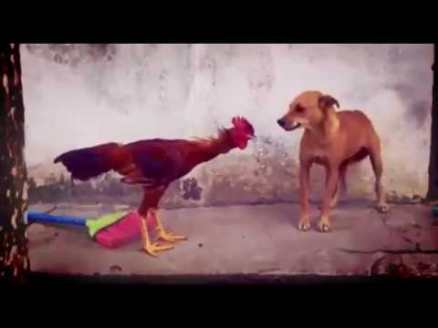 Dog vs Hen Fight | লরেঙ্গে ইয়া মরঙ্গে | Guess who win | Dog run away ...
