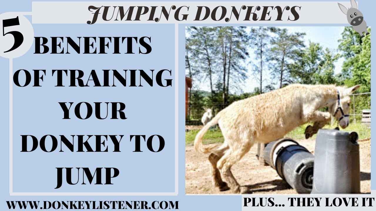 Donkey Training Information! Why train donkeys to jump? 5 Benefits for ...