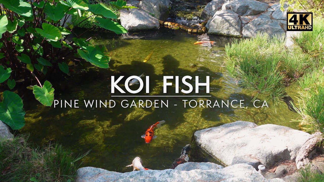 Calming Japanese Koi Fish Pond in 4K Ultra HD | Pine Wind Garden ...